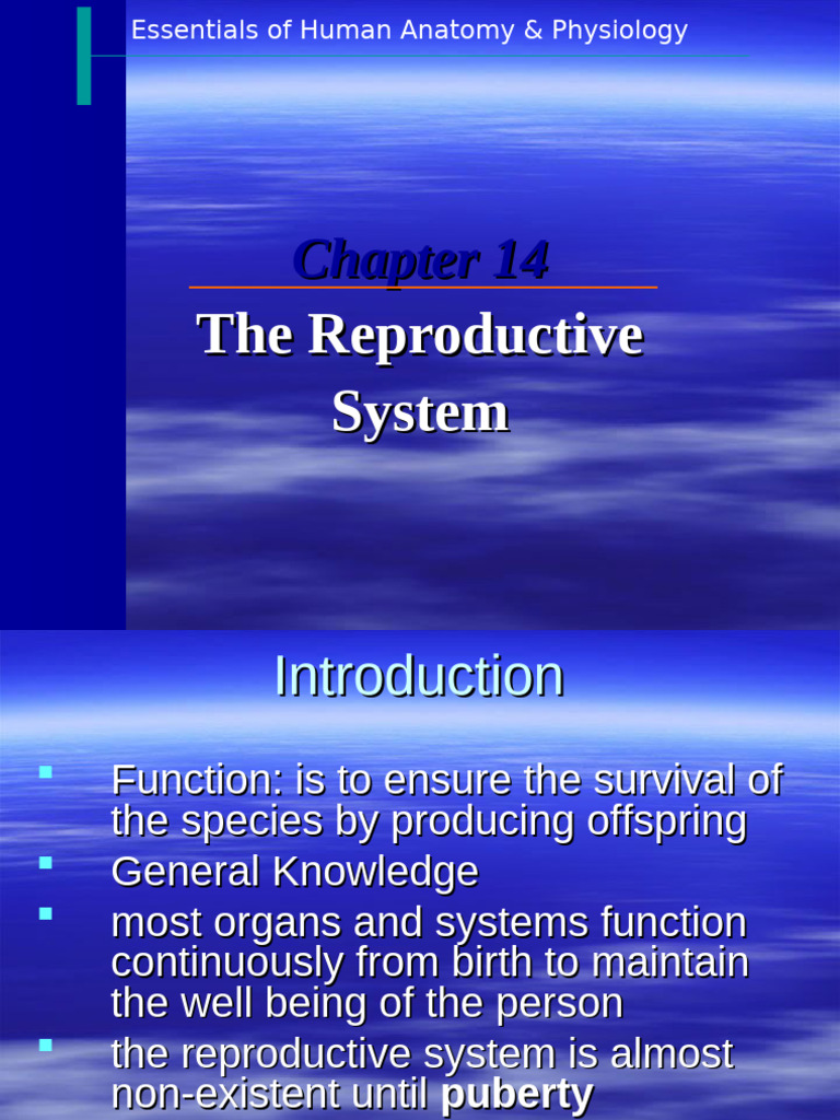 Reproductive System 2 | PDF | Menstrual Cycle | Ovary
