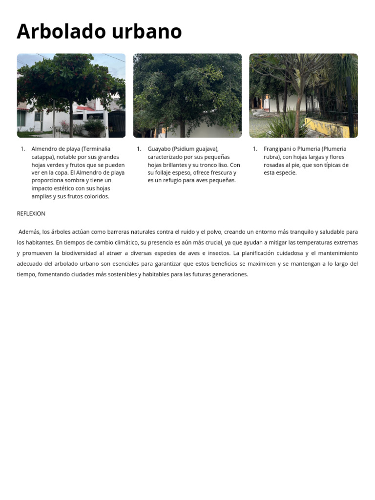 Almendro de Playa (Terminalia Catappa), Notable Por Sus Grandes Hojas ...