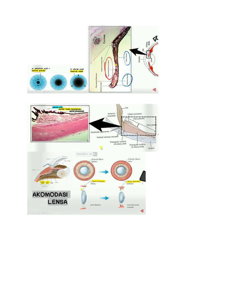 Gamabr Anatomi Mata | PDF