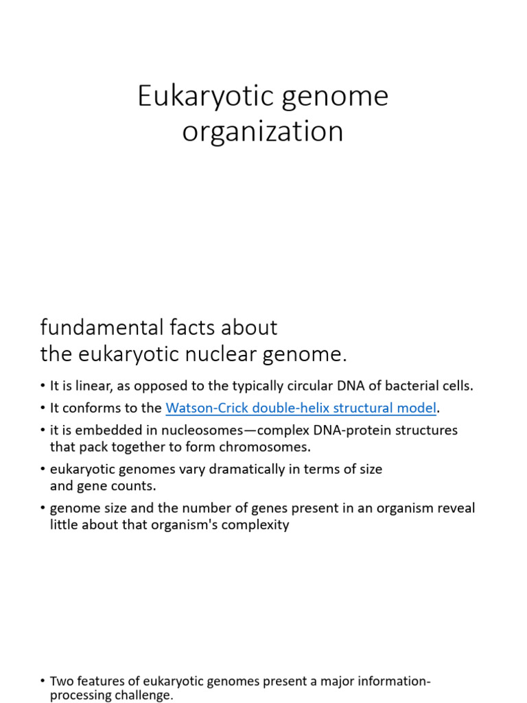 Eukaryotic Genome Organization | PDF | Histone | Chromatin