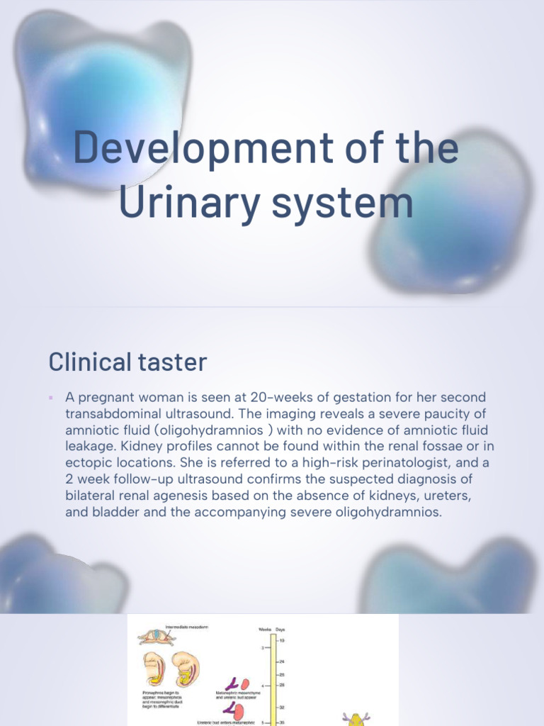 11 - Embryology - Urinary System | PDF | Kidney | Genitourinary System