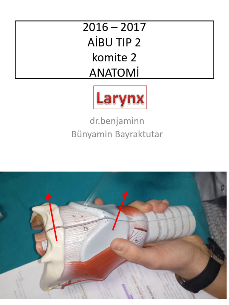 6 Larynx | PDF