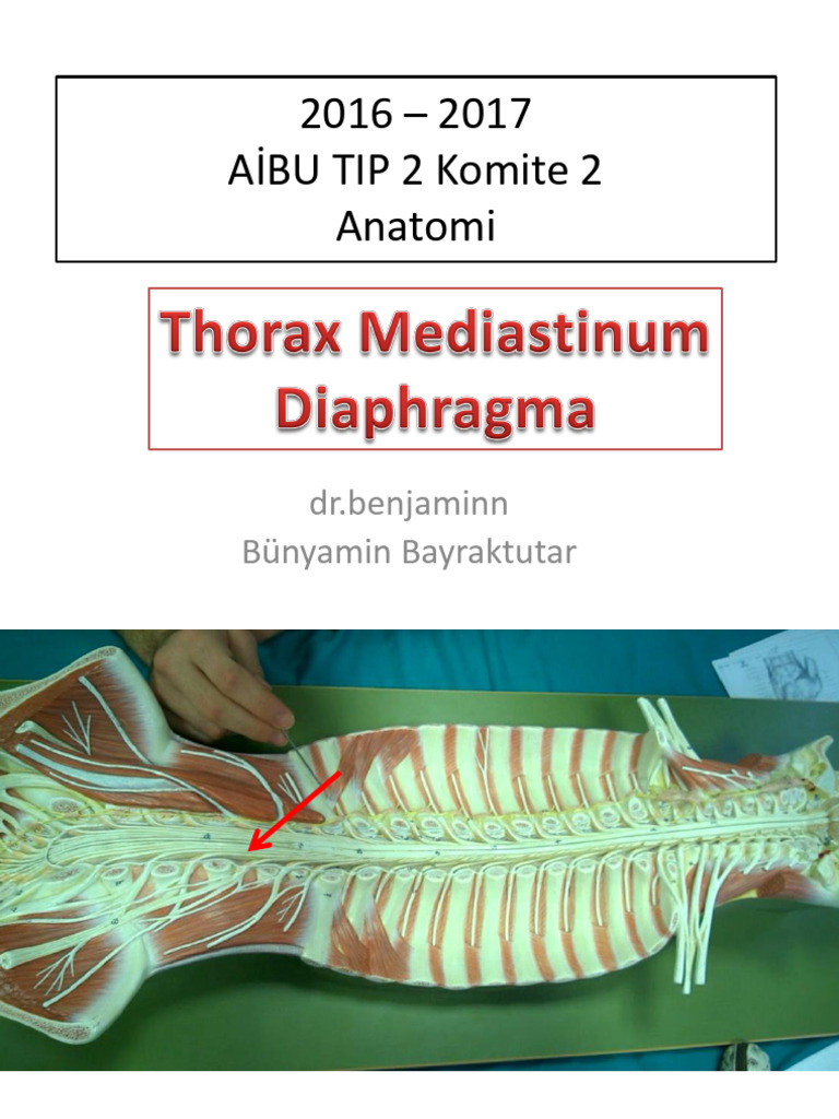 4 Diaphragma | PDF