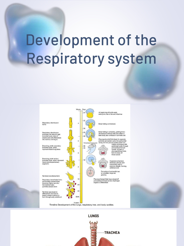 Embryology - Respiratory System 2 | PDF | Lung | Respiratory Tract