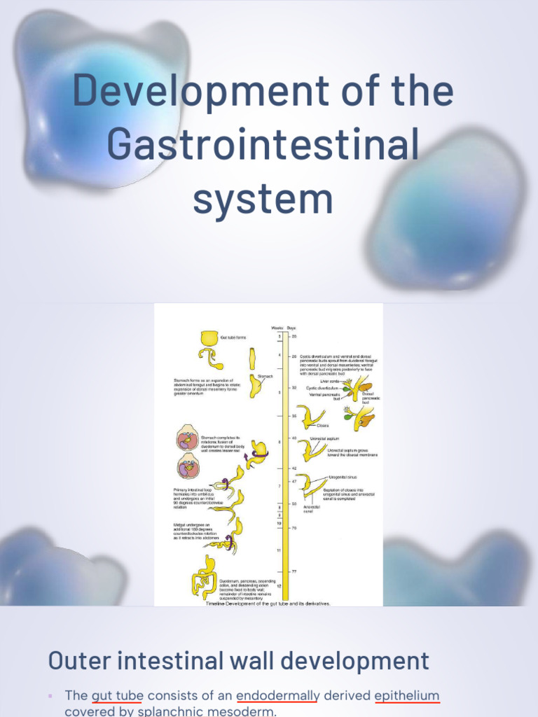 9. Embryology Lecture 9 | PDF | Gastrointestinal Tract | Anatomy