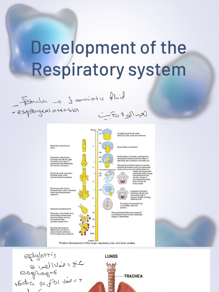 Respiratory System Development Overview | PDF