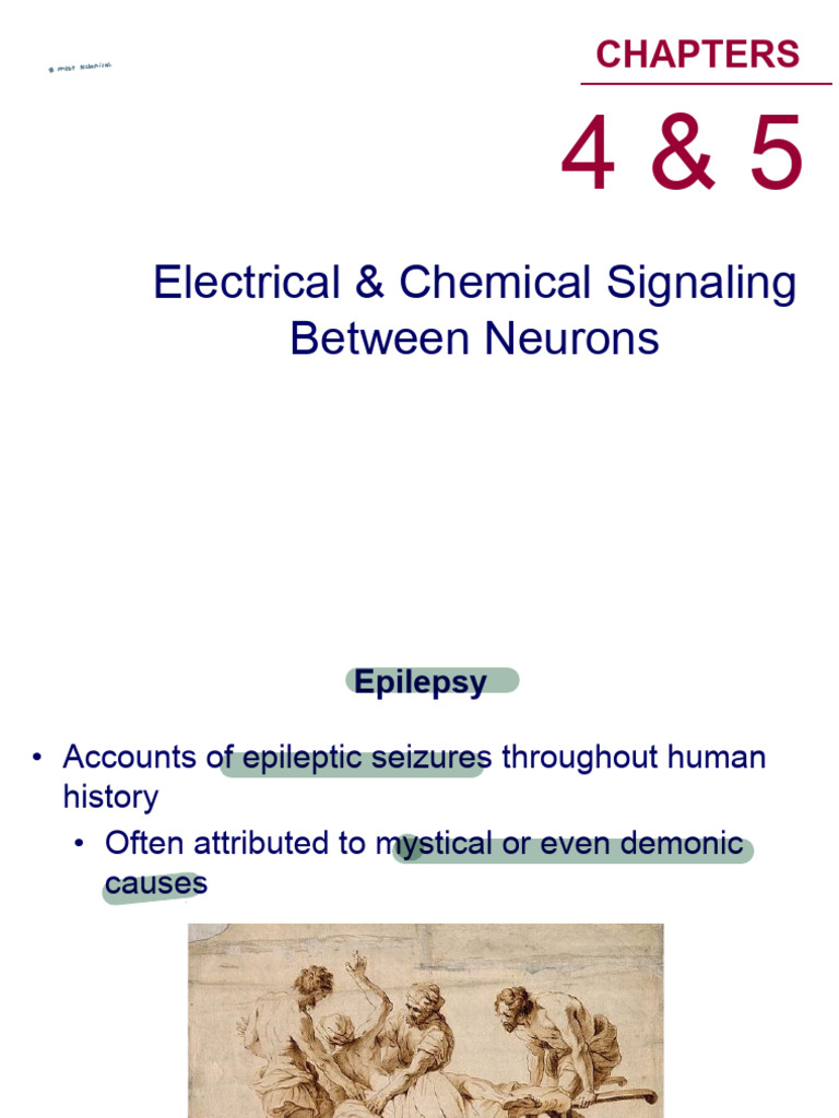 Electrical & Chemical Signaling Between Neurons: Chapters | PDF ...