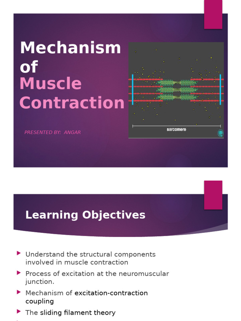 Mechanism of Muscle Contraction Explained | PDF | Muscle Contraction ...