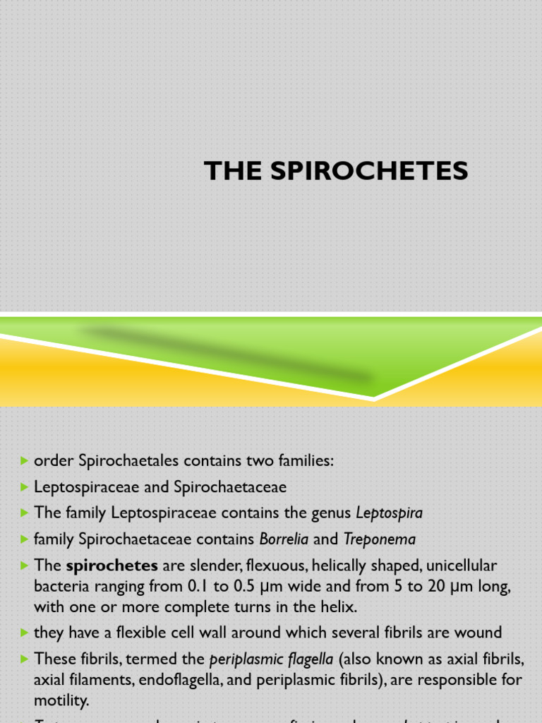 Spirochetes 1 | PDF | Lyme Disease | Animal Diseases