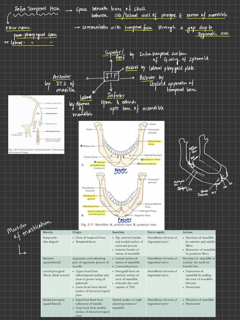 4th Ventricle | PDF | Human Head And Neck | Human Anatomy