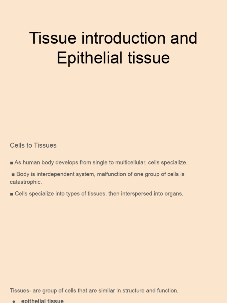 Tissue Introduction and Epithelial Tissue | PDF | Epithelium | Tissue ...