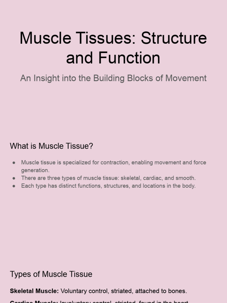 Muscle Tissues Structure and Function | PDF