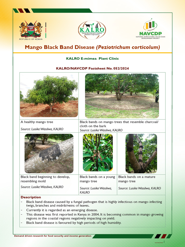 Managing Mango Black Band Disease | PDF | Trees | Fungus