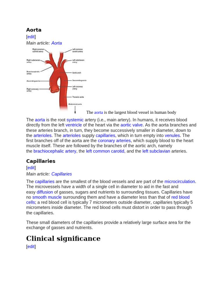 Aorta | PDF | Artery | Aorta