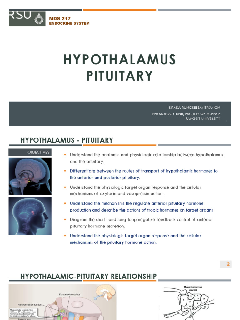 Hypothalamus-Pituitary Function Overview | PDF | Hypothalamus ...
