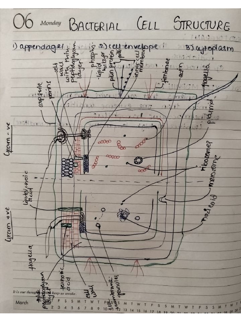 13-Bacterial Cell Structure - Types of Bacteria and Cell Components-14 ...