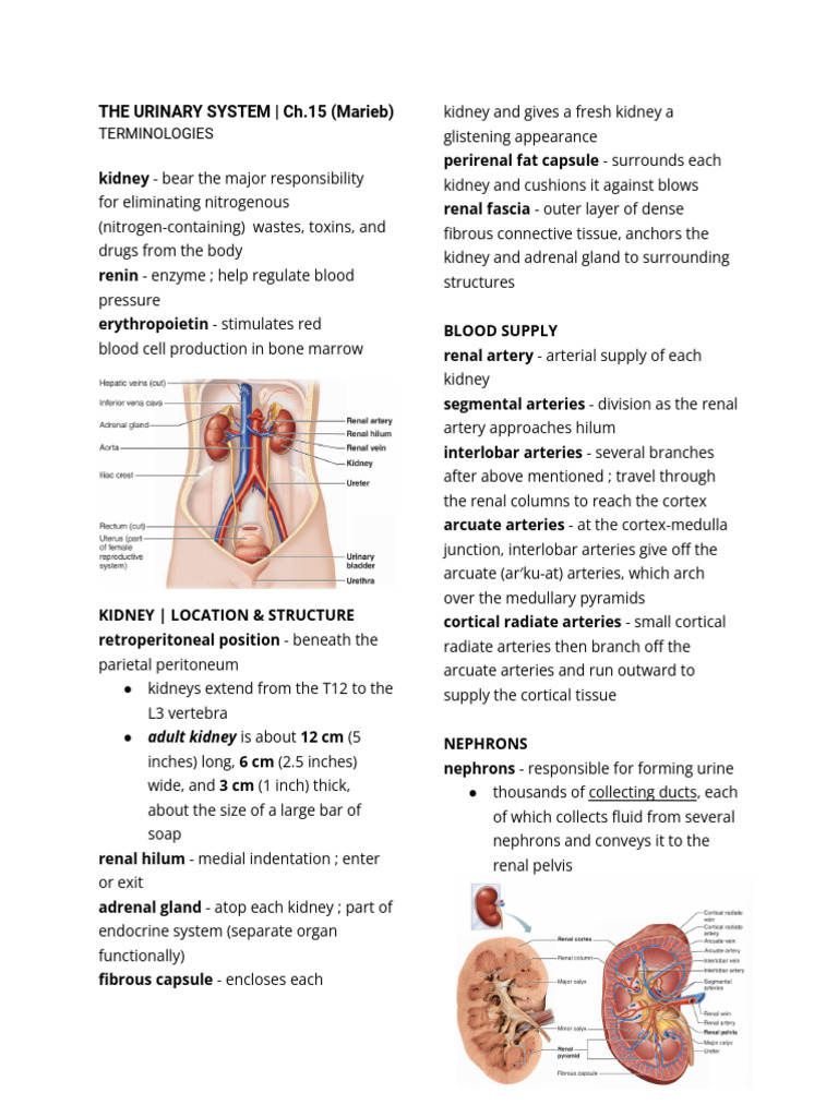 THE URINARY SYSTEM | PDF | Kidney | Urology