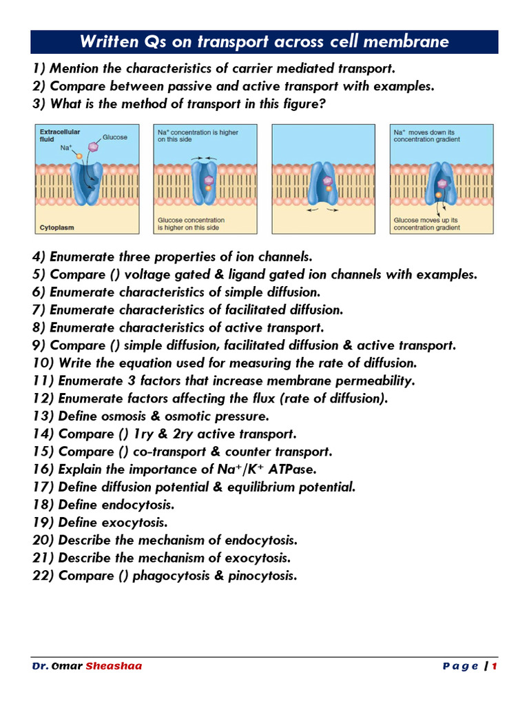 Transport Across Cell Membrane Qs | PDF | Cell Membrane | Diffusion