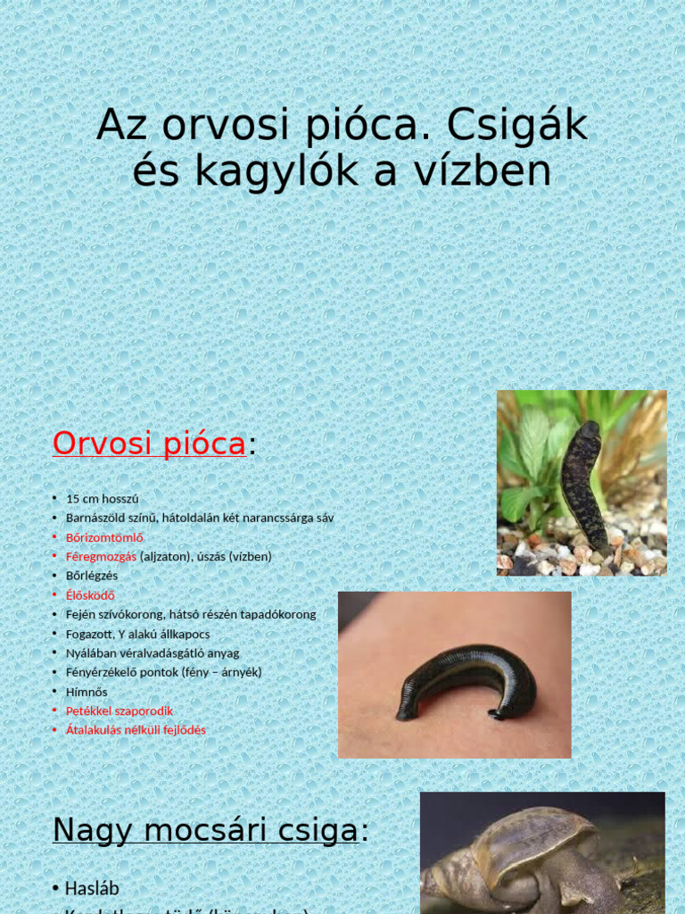 4.-Az-orvosi-pióca (3) | PDF