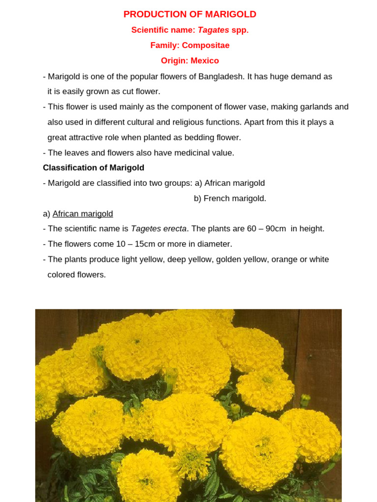 Marigold Cultivation and Classification Guide | PDF | Flowers ...