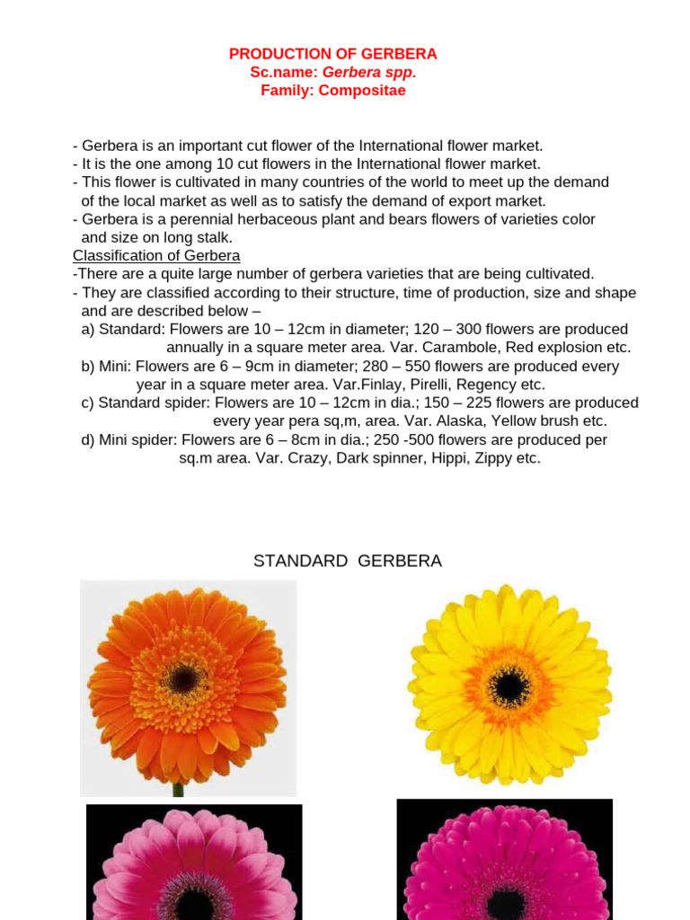 Production of Gerbera | PDF | Horticulture | Fertilizer