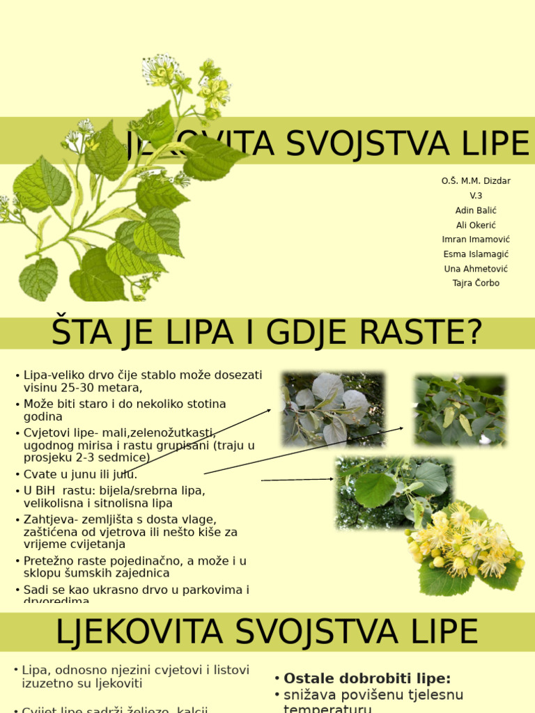 Ljekovita Svojstva Lipe | PDF
