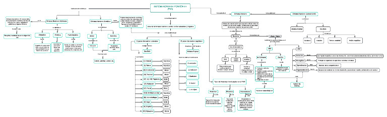 Mapa Mental SNP | PDF | Sistema nervioso | Neurona