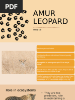 Amur Leopard Fact File | PDF | Leopard | Endangered Species