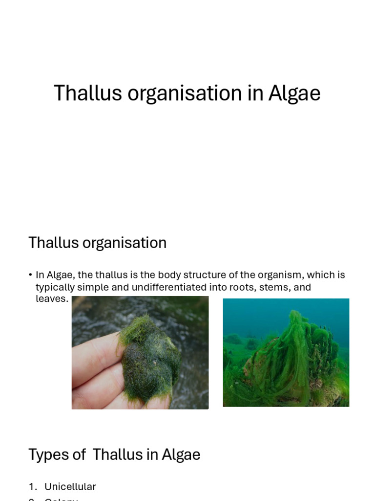 Thallus Organization in Algae Explained | PDF | Algae | Cell (Biology)