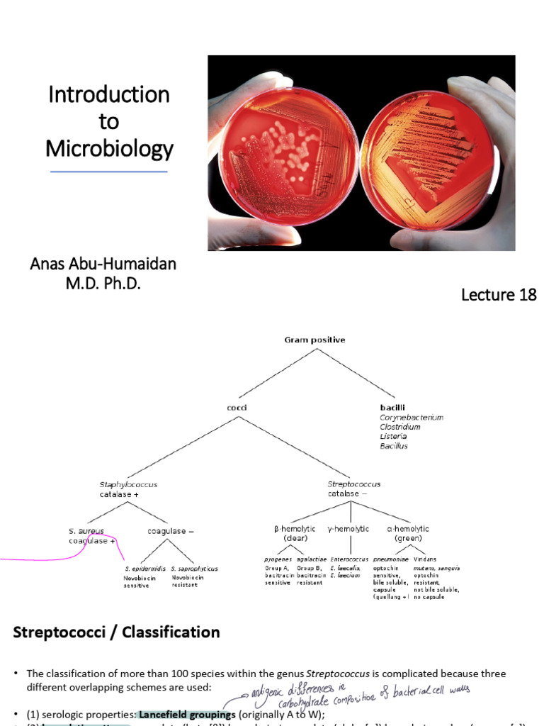 Streptococci and Enterococcus | PDF | Streptococcus | Diseases And Disorders