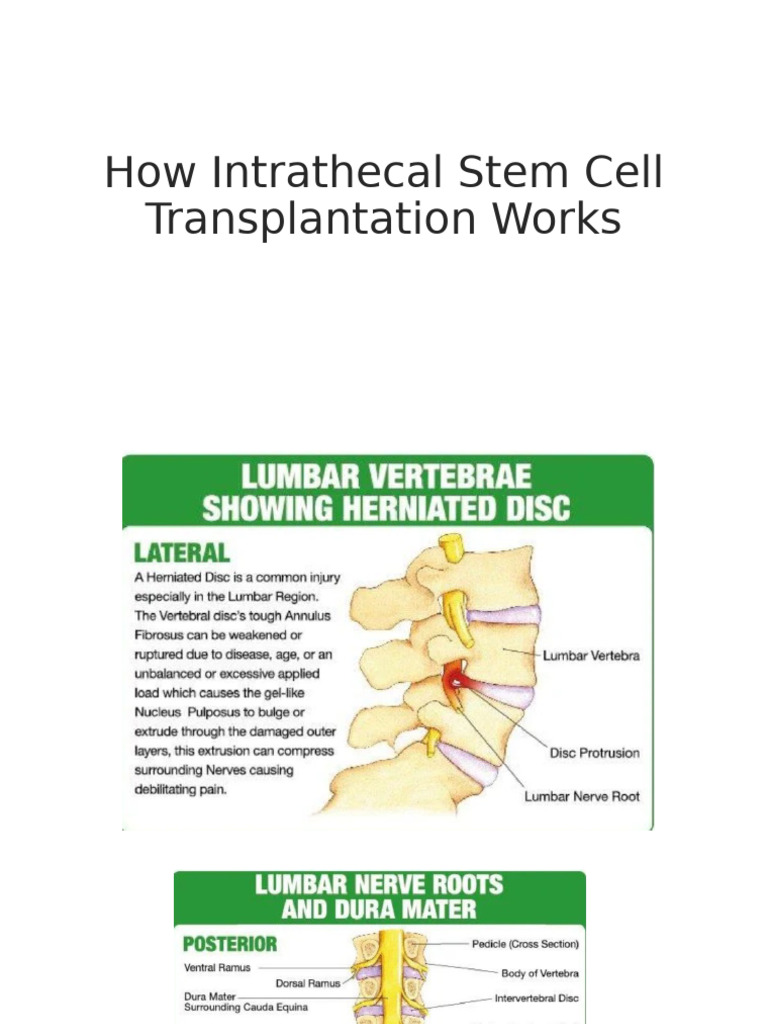 Nerve | PDF | Nervous System | Nerve