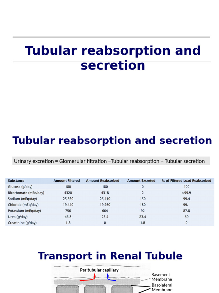 Renal Tubule Transport Mechanisms | PDF | Urinary System | Cell Biology