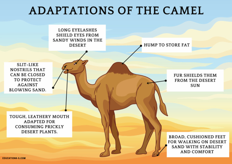 DESERT ANIMAL- CAMEL ADAPTATION- POSTER (2) | PDF