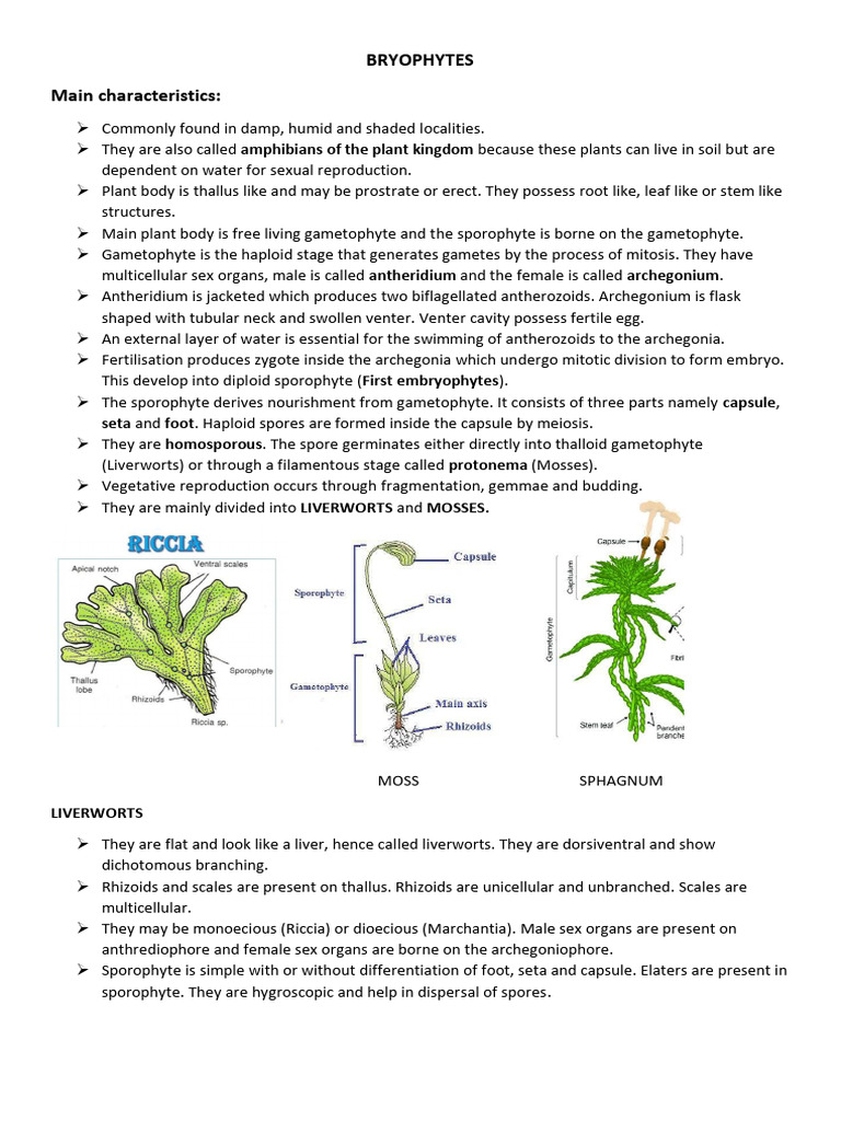 BRYOPHYTES | PDF | Moss | Sexual Reproduction