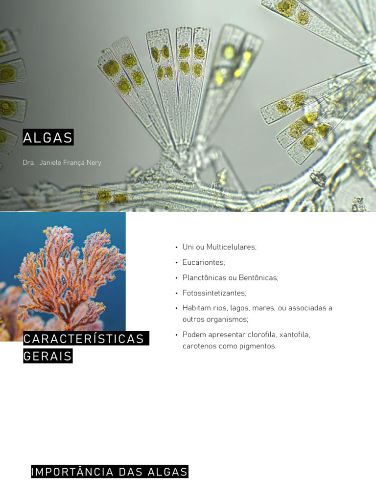 Algas Protistas | PDF | Algas | Eucariotas