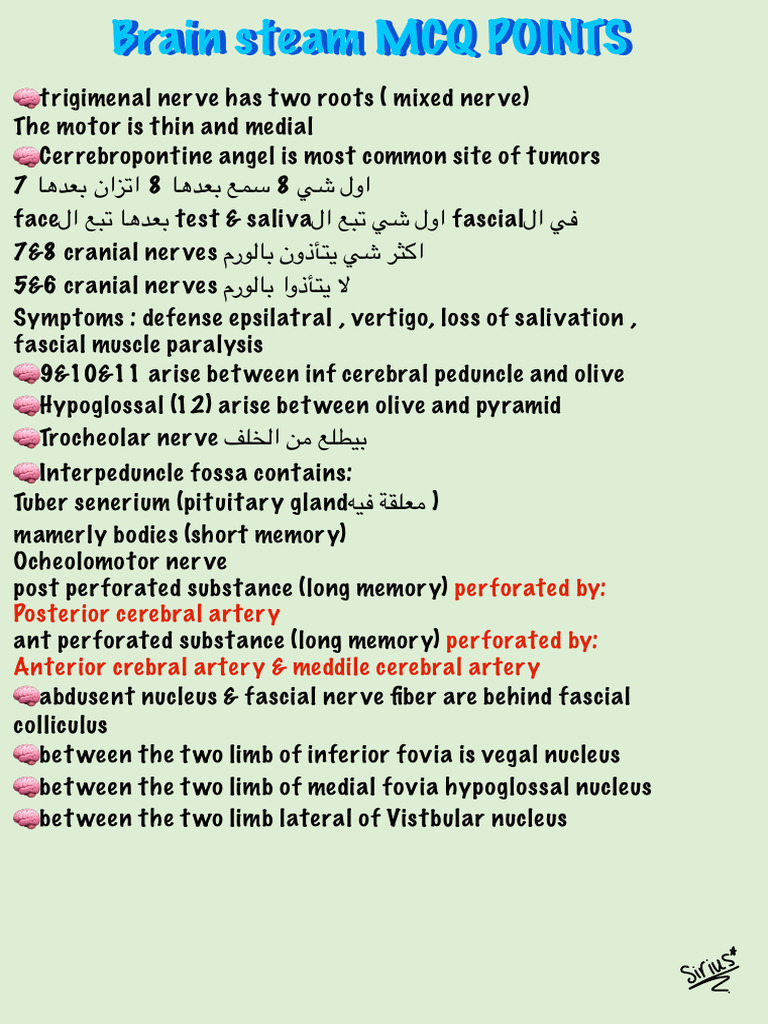 External Features of Brain Steam | PDF