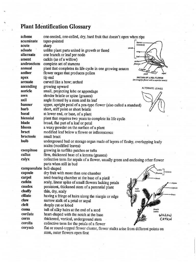 Plant Glossary and More | PDF