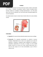 Anatomía y Epitelio de la Orofarínge | PDF | Cabeza y cuello humanos ...