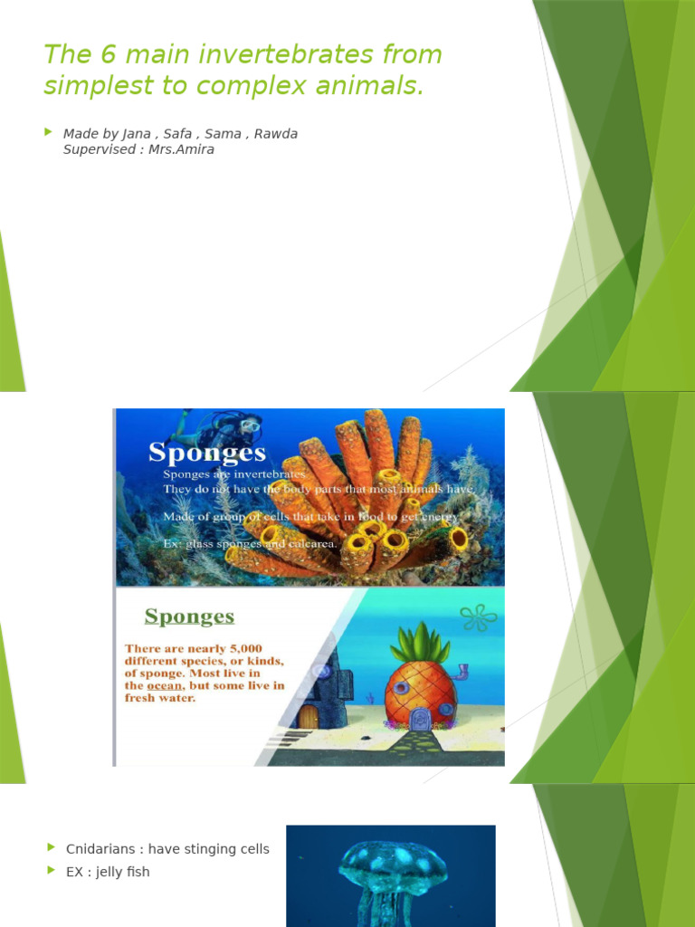 Main Invertebrates: Cnidarians to Echinoderms | PDF