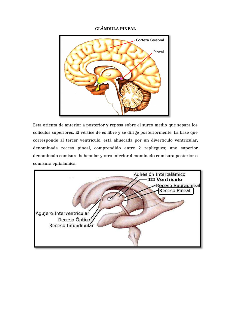 GLÁNDULA PINEAL | PDF