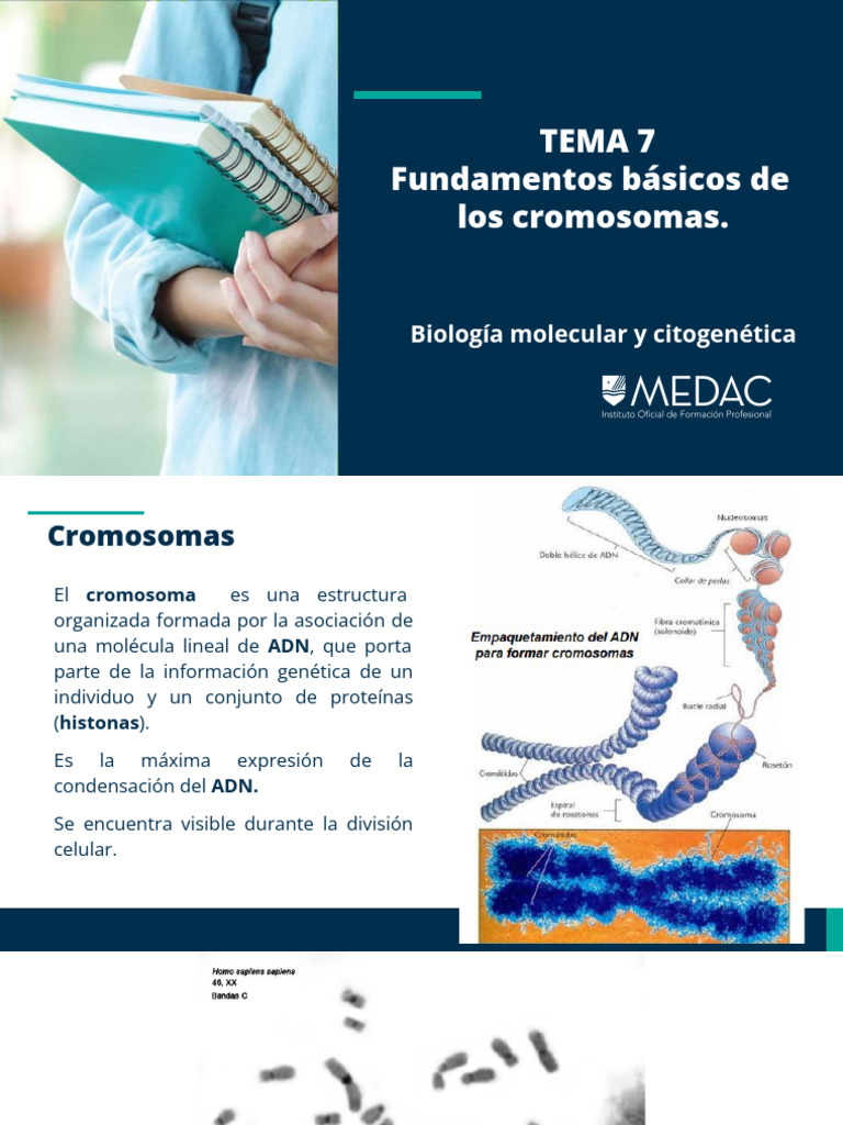 Tema 7 BMC | PDF | Mitosis | Cromosoma