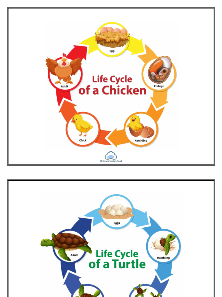 Life Cycle Diagrams | PDF