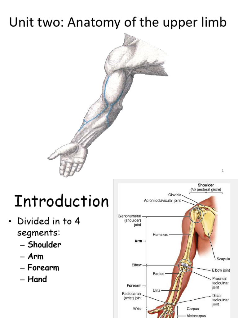 Scapula Features and Movements Explained | PDF | Arm | Elbow