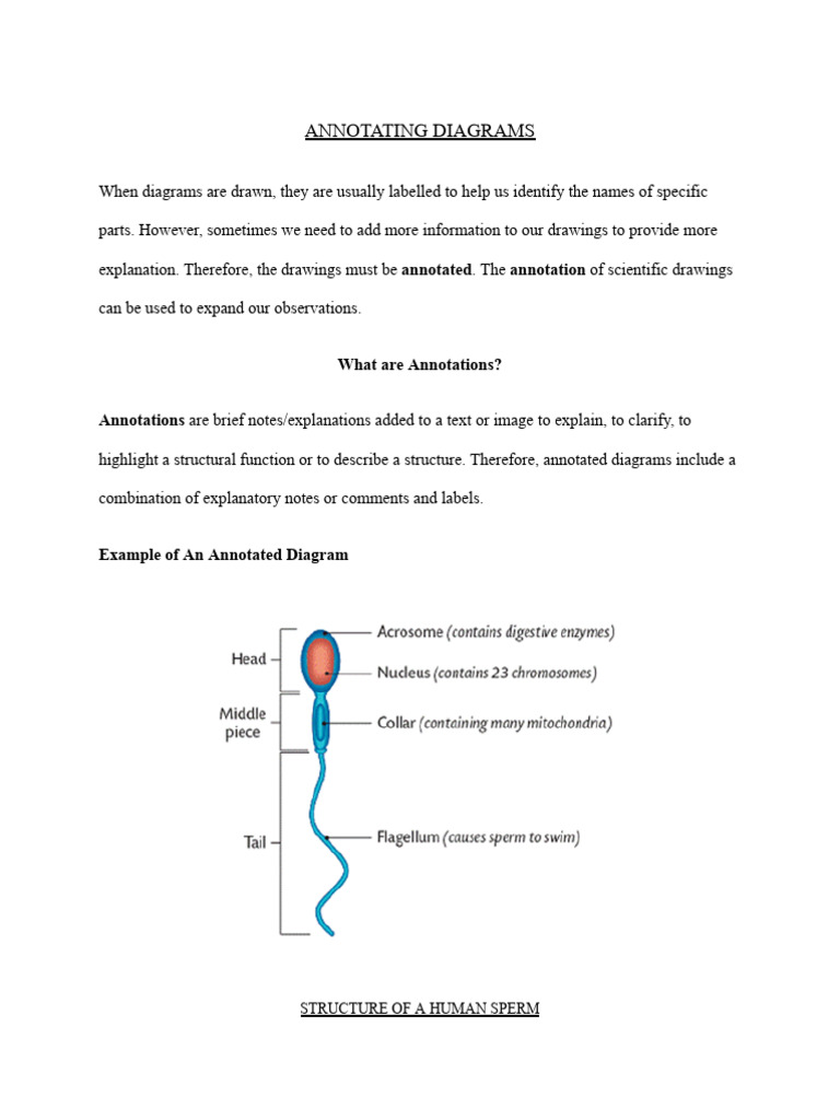 Annotating Diagrams | PDF | Drawing | Leaf