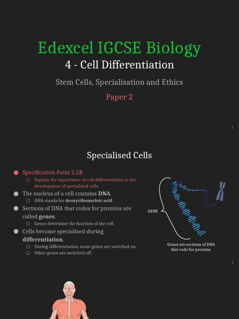 IGCSE Biology Lecture 4 Cell Differentiation | PDF | Stem Cell | Cell ...