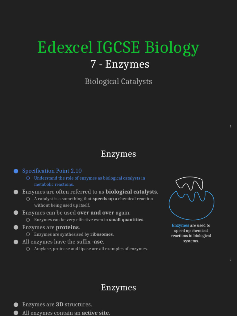 IGCSE Biology Lecture 7 Enzymes | PDF | Enzyme | Active Site
