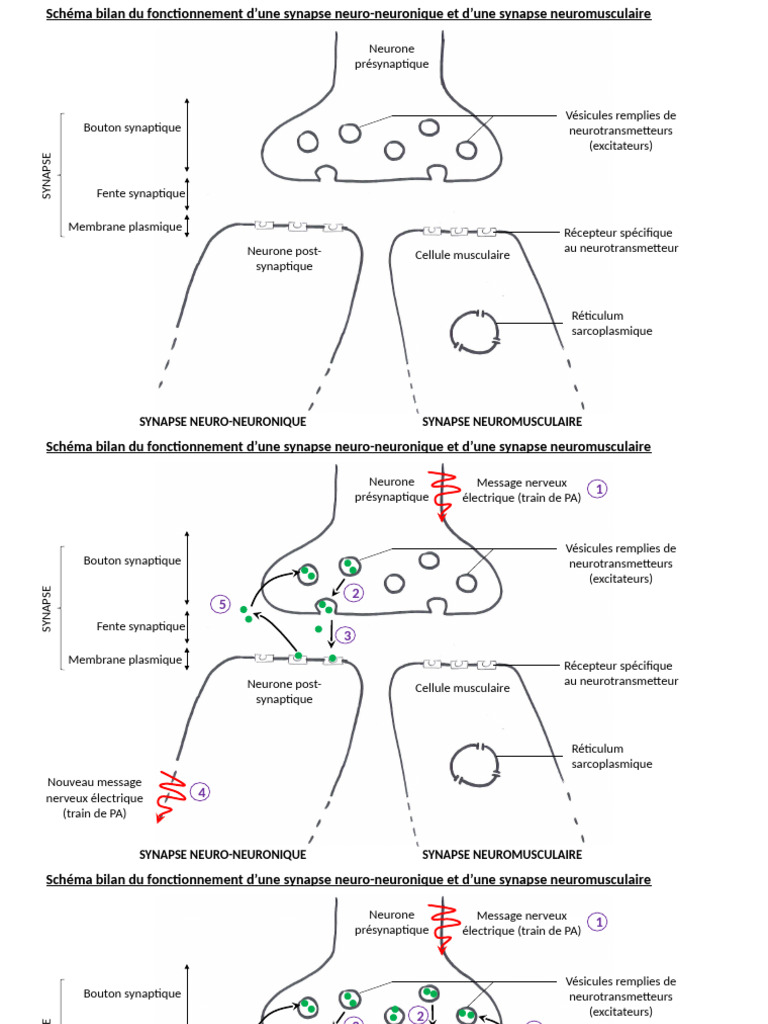 Schéma Synapse Neuro-Neuronique et Neuromusculaire | PDF | Synapse | Neurone
