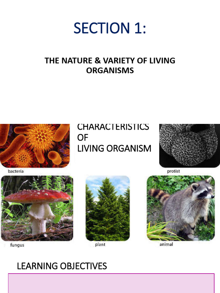 Characteristics of Living Organisms | PDF | Photosynthesis | Excretion