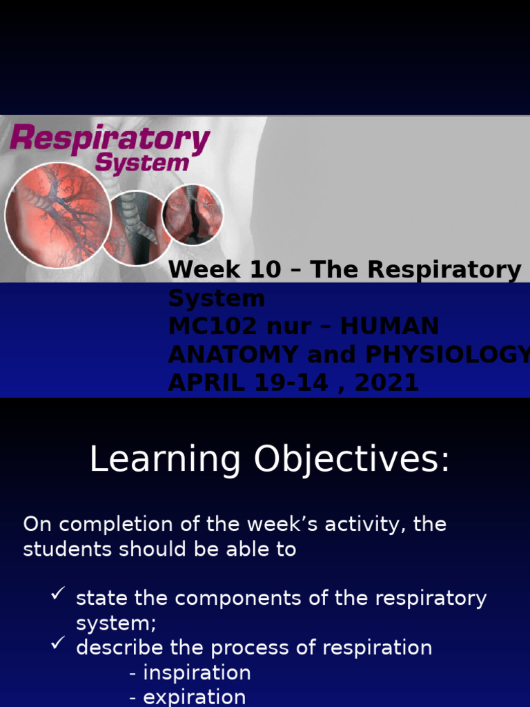 Understanding the Respiratory System | PDF | Respiratory System | Lung