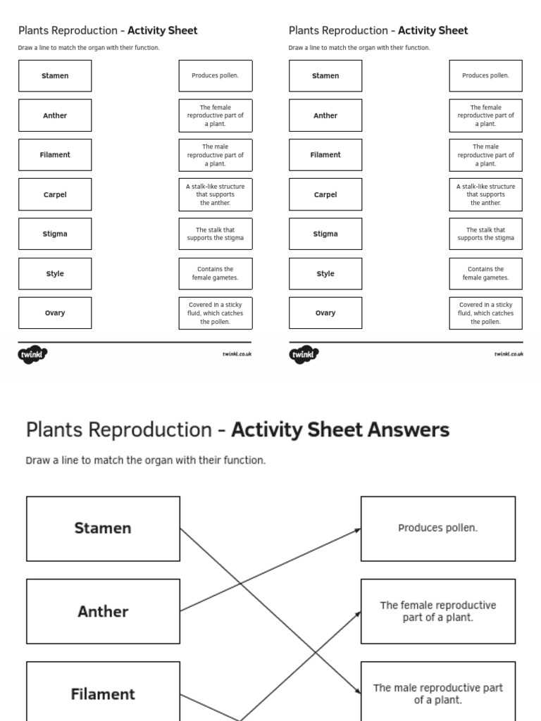 Plants-Reproduction-Match-and-Draw | PDF | Branches Of Botany ...
